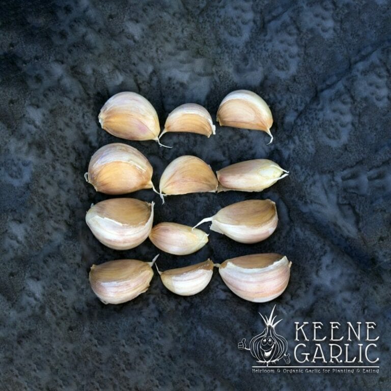 Killarney Red Naturally Grown Garlic Bulbs - Keene Garlic