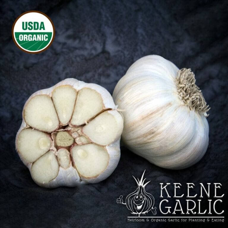 Killarney Red Certified Organic Garlic Bulbs - Keene Garlic