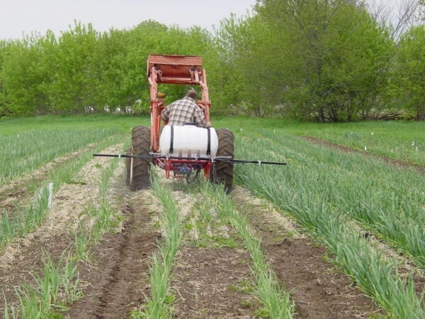Spring Garlic Fertilizing - Keene Garlic