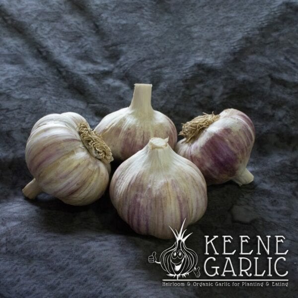 Browse dozens of hardneck and softneck garlic varieties. - Keene Garlic