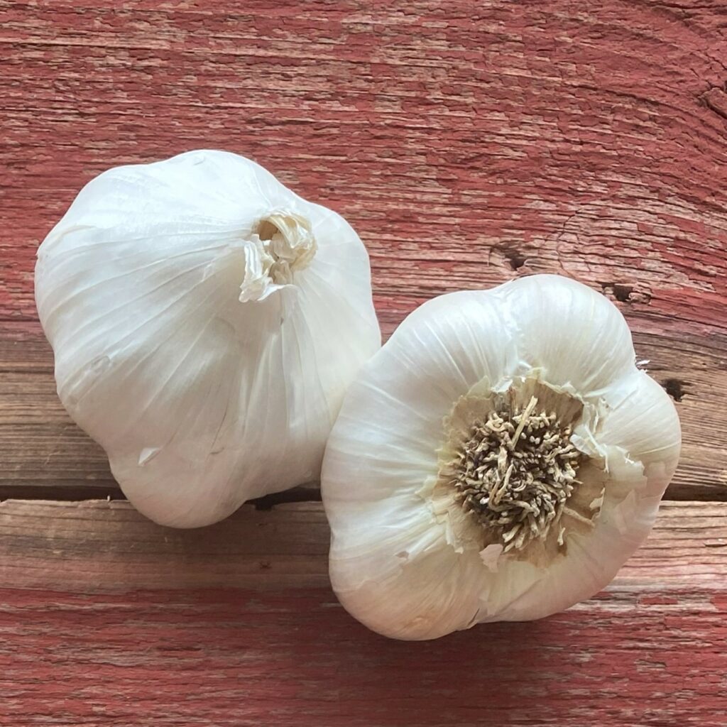 Inchelium Red Certified Organic Garlic Bulbs - Keene Garlic