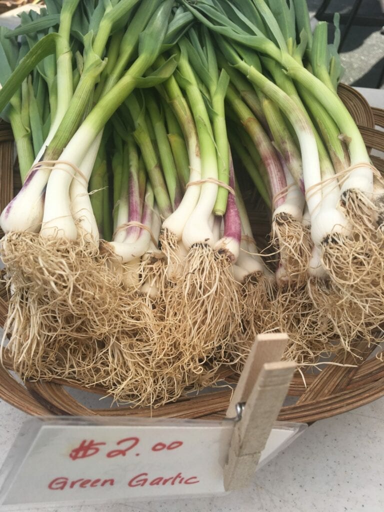 Green Garlic Seed - Keene Garlic