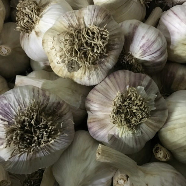 Romanian Red Certified Organic Garlic Bulbs - Keene Garlic