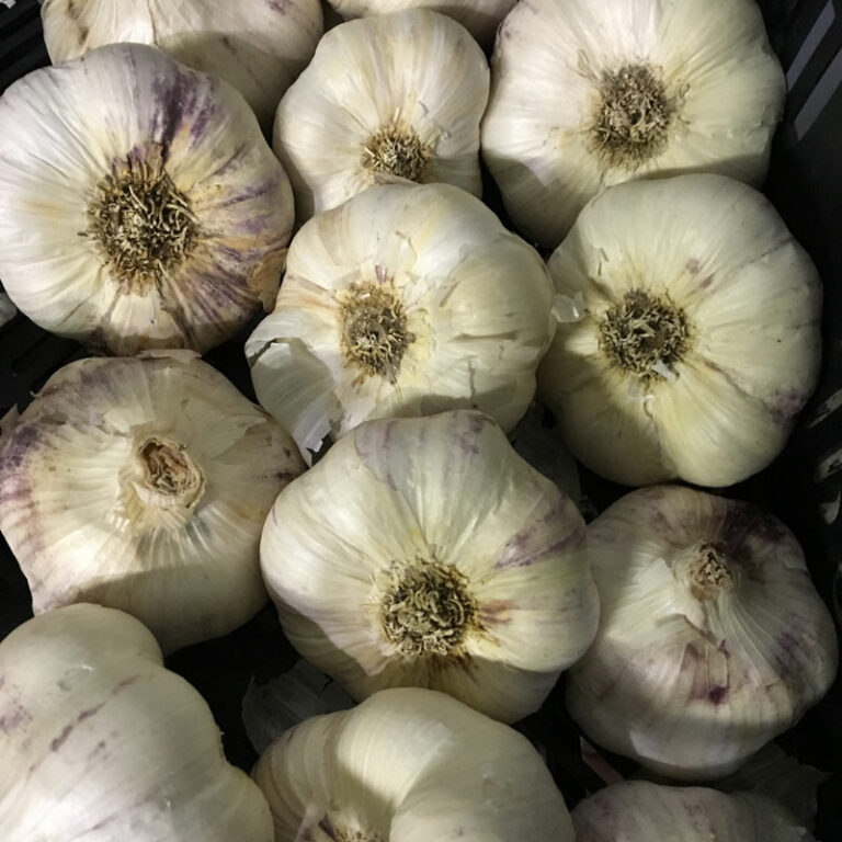 Metechi Certified Organic Garlic Bulbs - Keene Garlic
