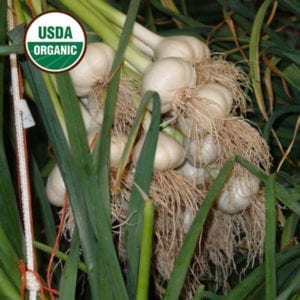 Certified Organic Music Garlic Bulbs - easy to grow large porcelain garlic