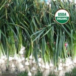 Certified Organic Music Garlic Bulbs - easy to grow large porcelain garlic