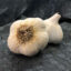 Romanian Red Certified Organic Garlic Bulbs - Keene Garlic