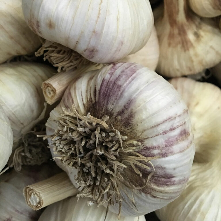 Montana Giant Certified Organic Garlic Bulbs - Keene Garlic