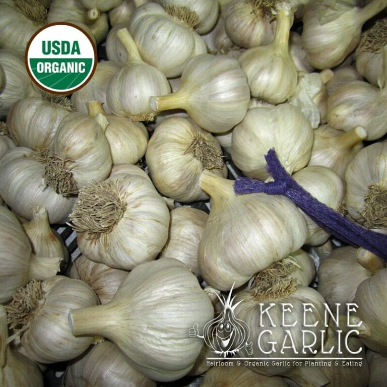 Killarney Red Certified Organic Garlic Bulbs - Keene Garlic