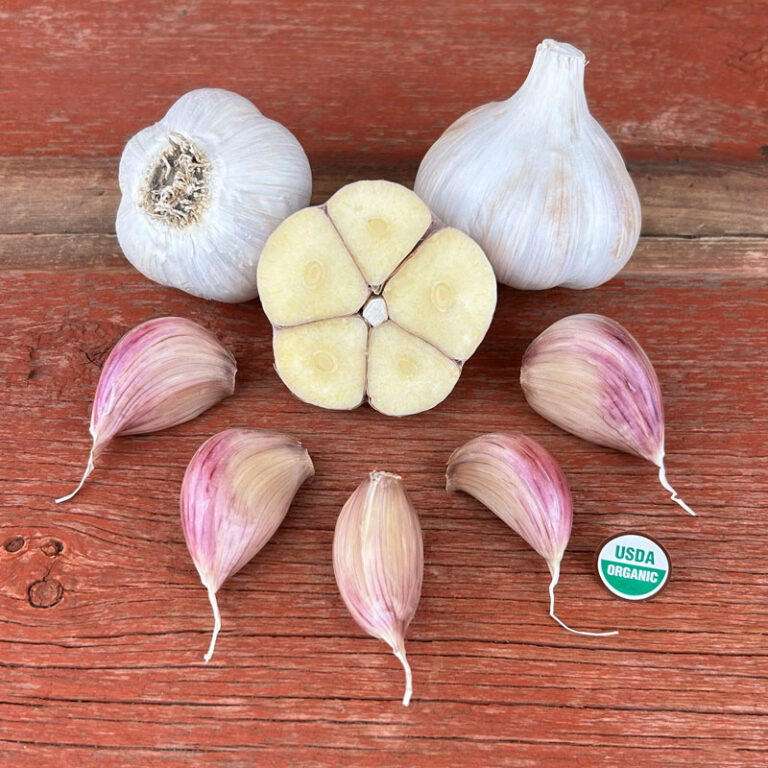 Amish Rocambole Certified Organic Garlic Bulbs - Keene Garlic