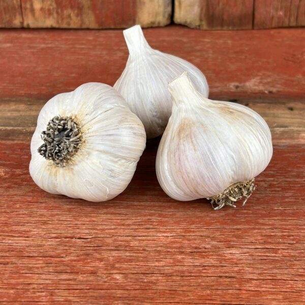 Northern White Naturally Grown Garlic Bulbs - Keene Garlic