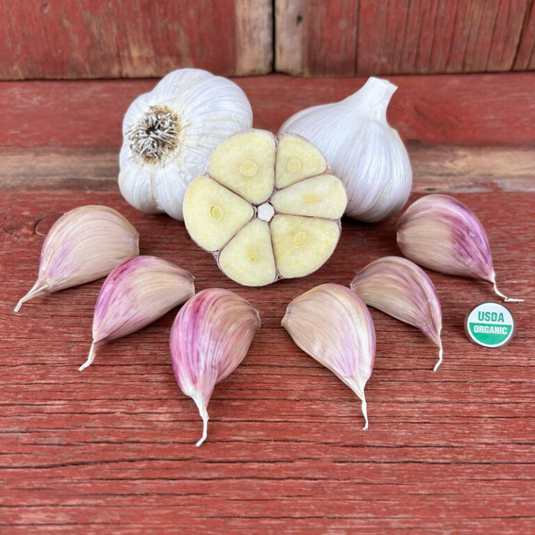 Romanian Red Certified Organic Garlic Bulbs - Keene Garlic