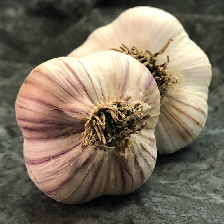 Siberian Certified Organic Garlic Bulbs - Keene Garlic