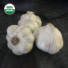 California White Certified Organic Garlic Bulbs - Keene Garlic
