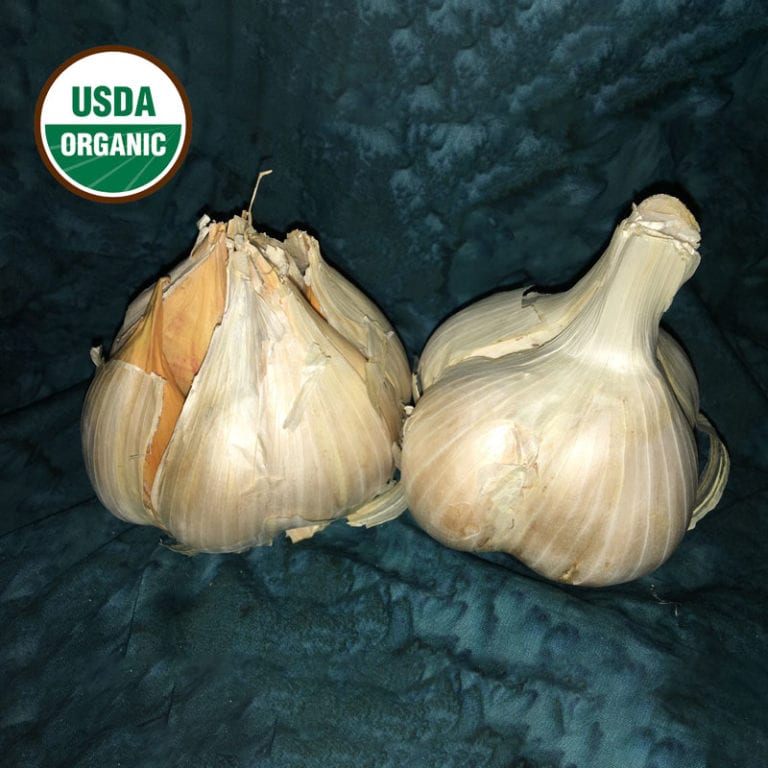 Elephant Garlic - Certified Organic Garlic Cloves - Keene Garlic
