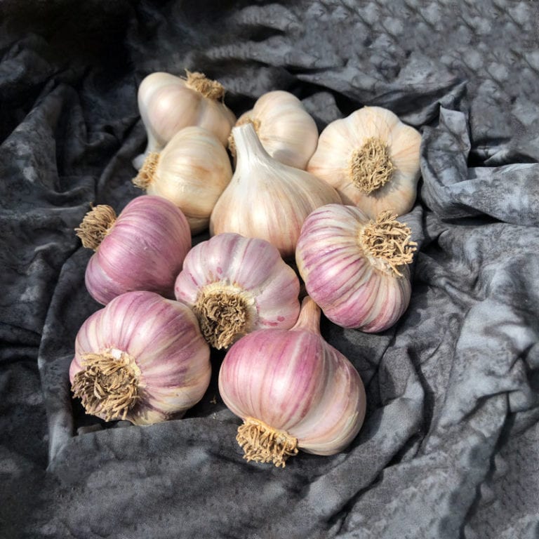 1st Time Garlic Growers Package - Keene Garlic