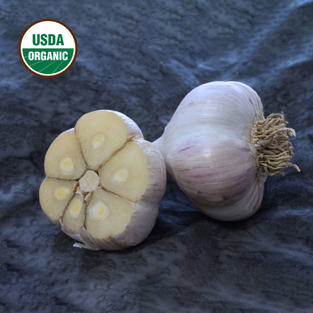 Romanian Red Certified Organic Garlic Bulbs - Keene Garlic