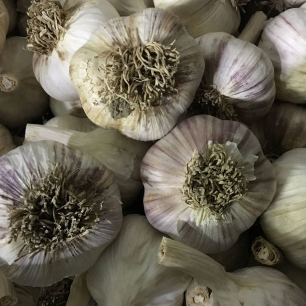 Naturally Grown Garlic Bulbs for Planting or Eating - Keene Garlic