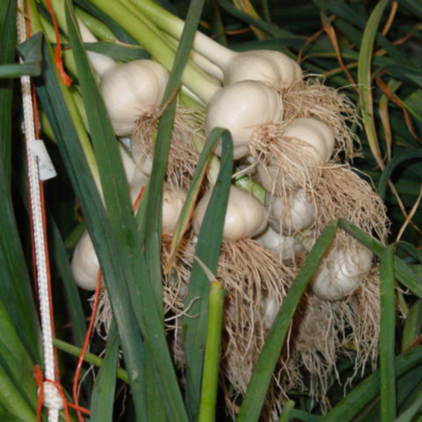 Certified Organic Music Garlic Bulbs