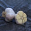 Northern White Naturally Grown Garlic Bulbs - Keene Garlic