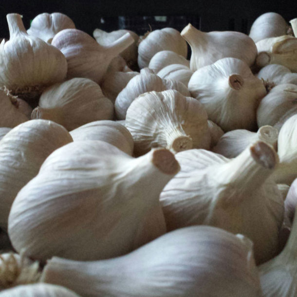 Northern White Naturally Grown Garlic Bulbs - Keene Garlic