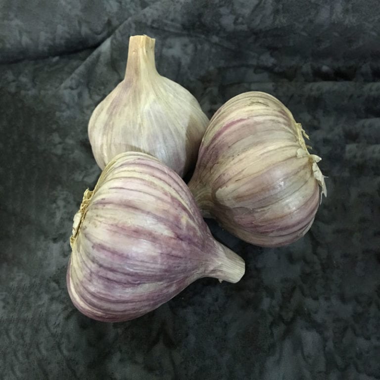 Persian Star Naturally Grown Garlic Bulbs - Keene Garlic