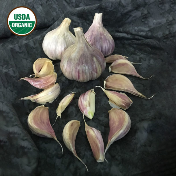 Garlic Bulb Sizes - Keene Garlic