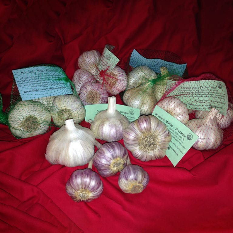 Northern White Certified Organic Garlic Bulbs - Keene Garlic