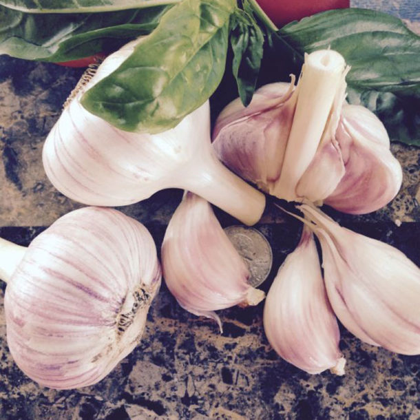 Dunganski Naturally Grown Garlic Bulbs - Keene Garlic