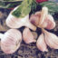 Dunganski Naturally Grown Garlic Bulbs - Keene Garlic
