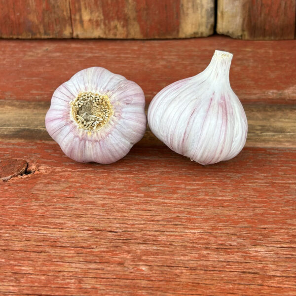 Dunganski Naturally Grown Garlic Bulbs - Keene Garlic