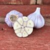 Dunganski Naturally Grown Garlic Bulbs - Keene Garlic