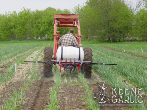 Spring Garlic Fertilizing - Keene Garlic