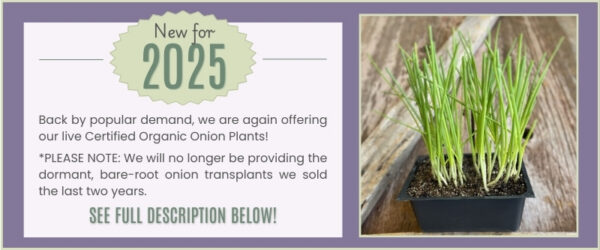 Cipollini Gold Coin Onion Plants - Certified Organic