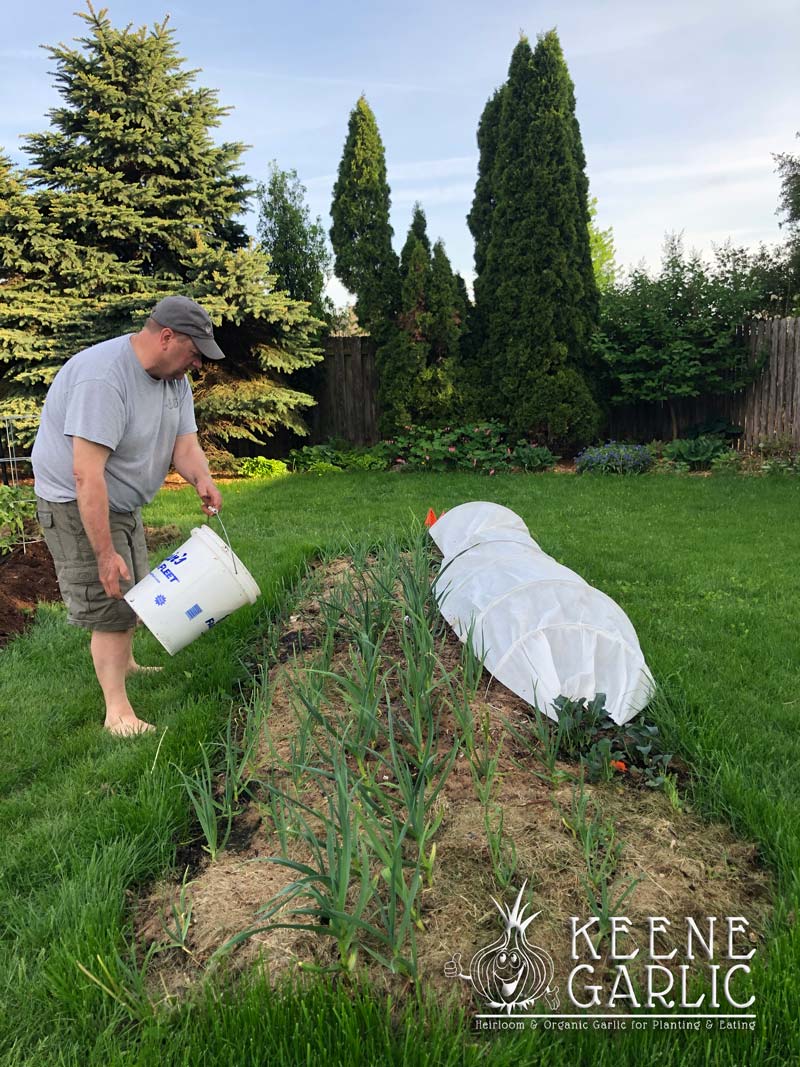 Spring Garlic Fertilizing - Keene Garlic