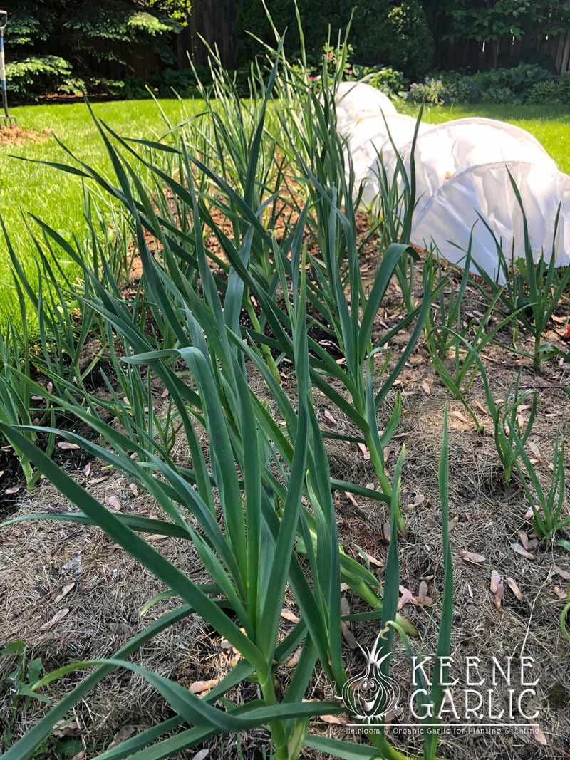 Planting Garlic in the Spring - Keene Garlic