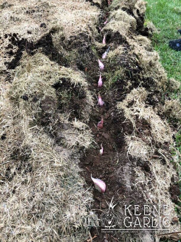 Planting Garlic in the Spring - Keene Garlic