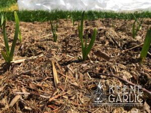 Planting Garlic in the Spring - Keene Garlic