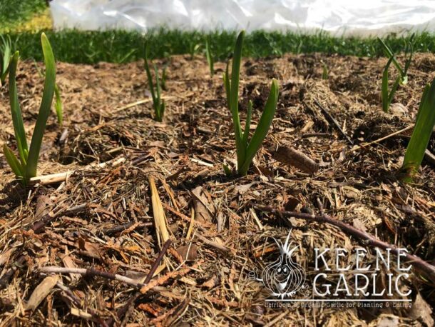 Planting Garlic in the Spring - Keene Garlic