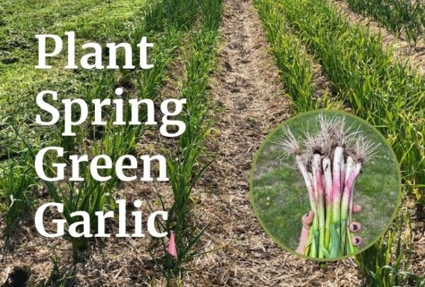 Green Spring Garlic - Keene Garlic
