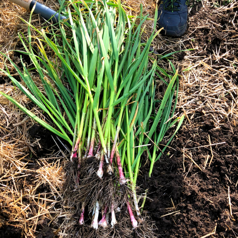 Green Spring Garlic - Keene Garlic