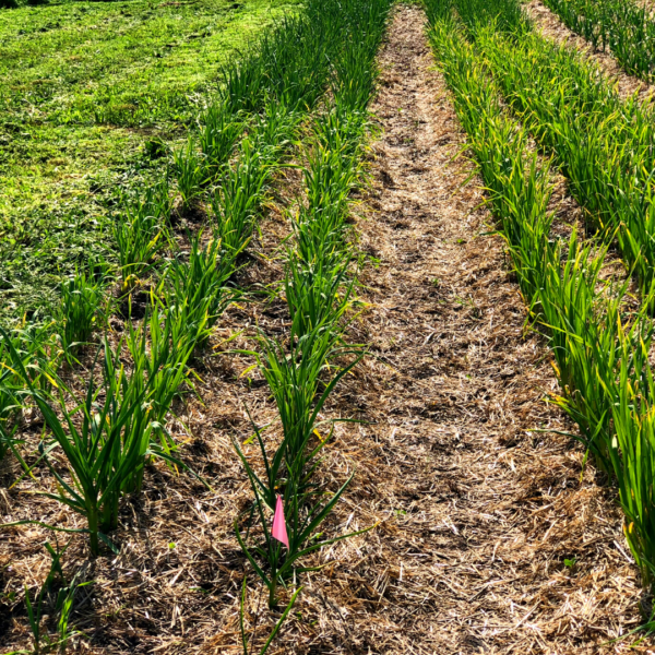 Green Spring Garlic - Keene Garlic