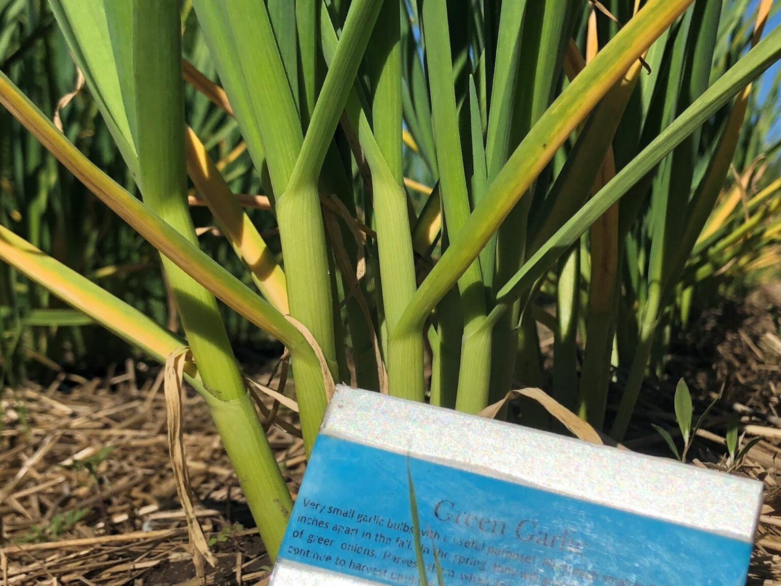 Green Spring Garlic - Keene Garlic