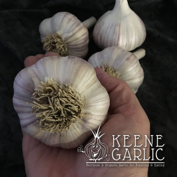 Purple Stripe Garlic Varieties - Keene Garlic