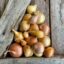 Shop Organic Shallots - Keene Garlic