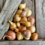 Shop Organic Shallots - Keene Garlic