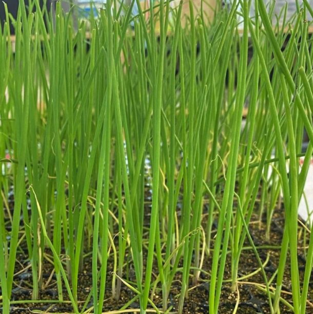 Cipollini Gold Coin Onion Plants- Certified Organic - Keene Garlic