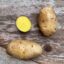 German Butterball Seed Potato - Organic - Keene Garlic