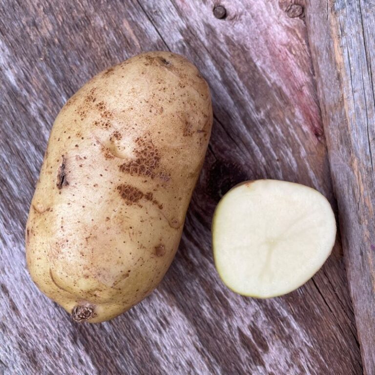 Kennebec Seed Potato - Organic - Keene Garlic
