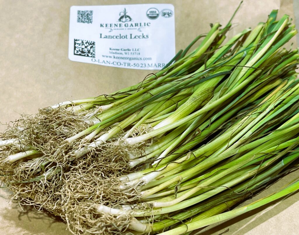 Lancelot Leek Plants - Certified Organic - Keene Garlic